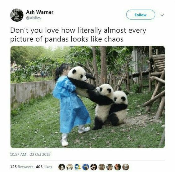 The 29 Funniest Panda Memes About Nature's Clumsiest Animal