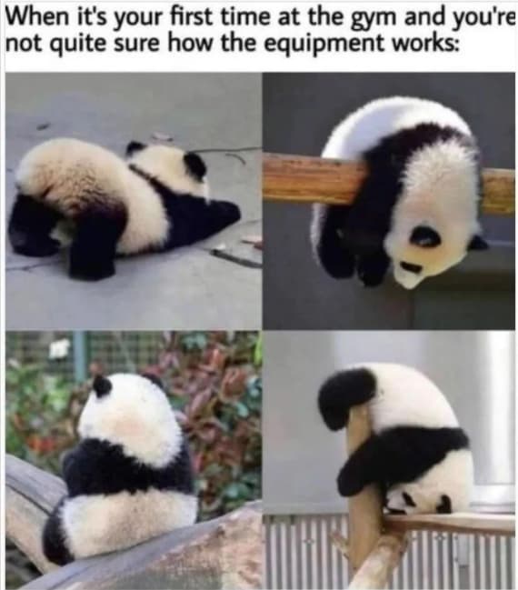 The 29 Funniest Panda Memes About Nature's Clumsiest Animal