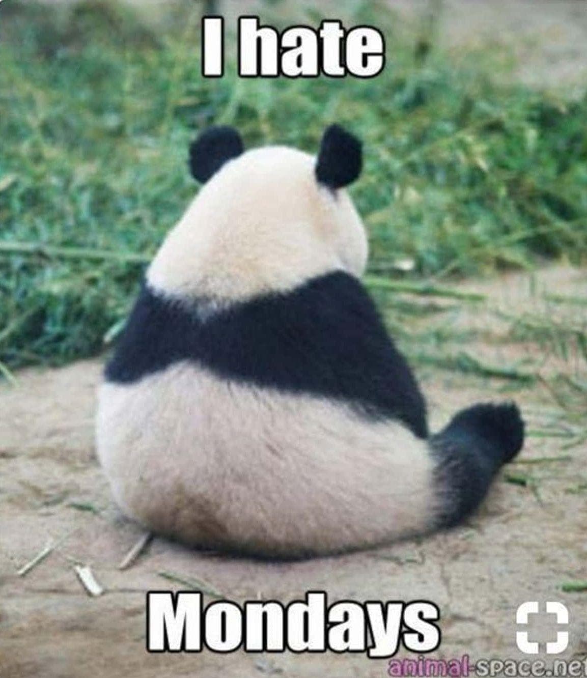The 29 Funniest Panda Memes About Nature's Clumsiest Animal