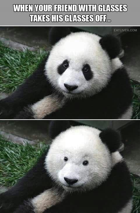The 29 Funniest Panda Memes About Nature's Clumsiest Animal