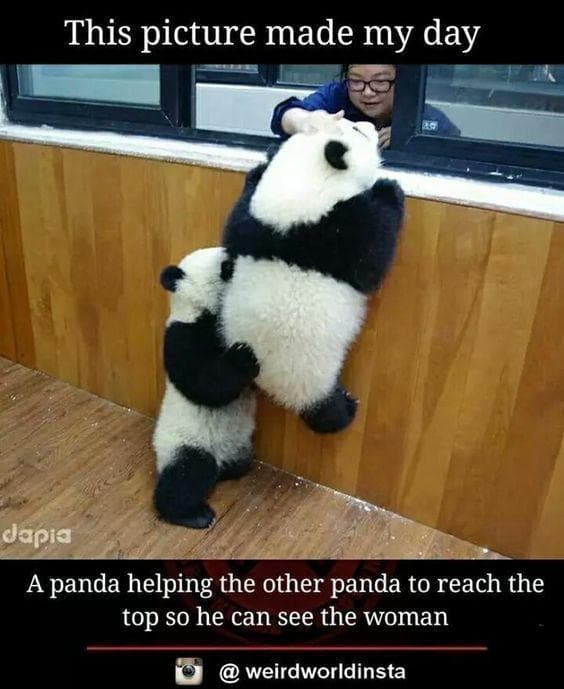 The 29 Funniest Panda Memes About Nature's Clumsiest Animal