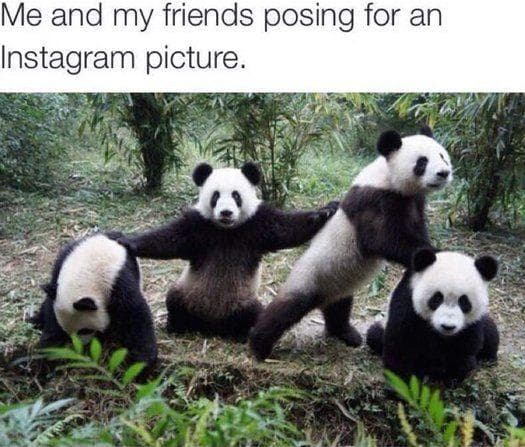 The 29 Funniest Panda Memes About Nature's Clumsiest Animal