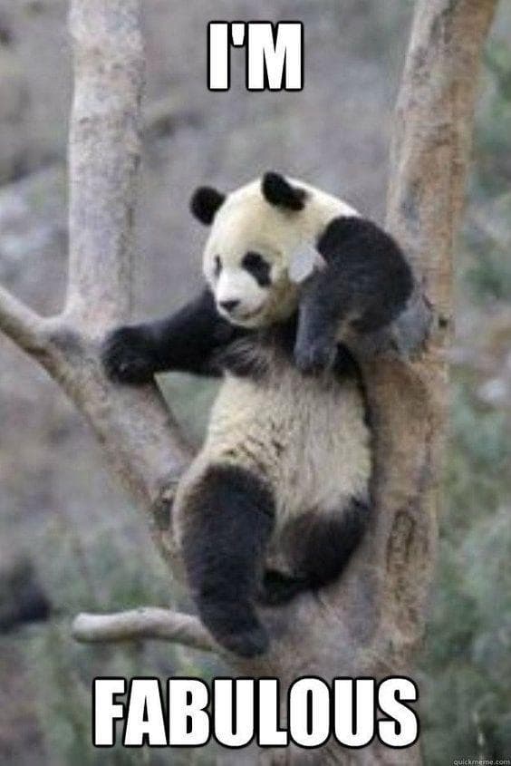 The 29 Funniest Panda Memes About Nature's Clumsiest Animal