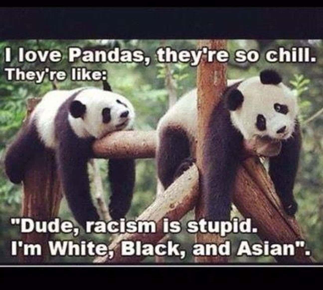 The 29 Funniest Panda Memes About Nature's Clumsiest Animal