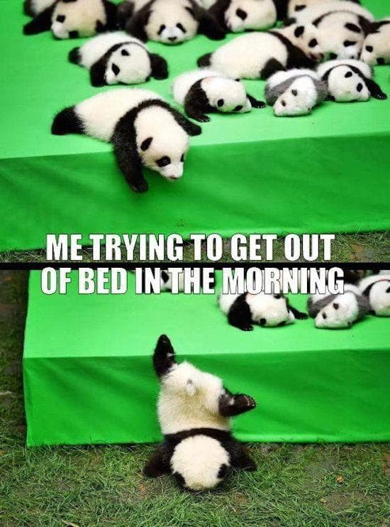 The 29 Funniest Panda Memes About Nature's Clumsiest Animal