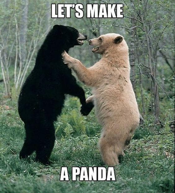The 29 Funniest Panda Memes About Nature's Clumsiest Animal