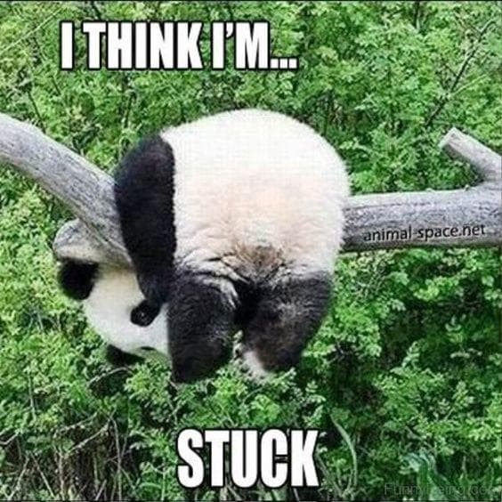 The 29 Funniest Panda Memes About Nature's Clumsiest Animal