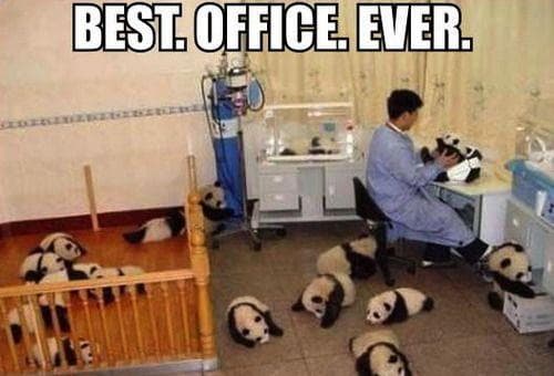 The 29 Funniest Panda Memes About Nature's Clumsiest Animal