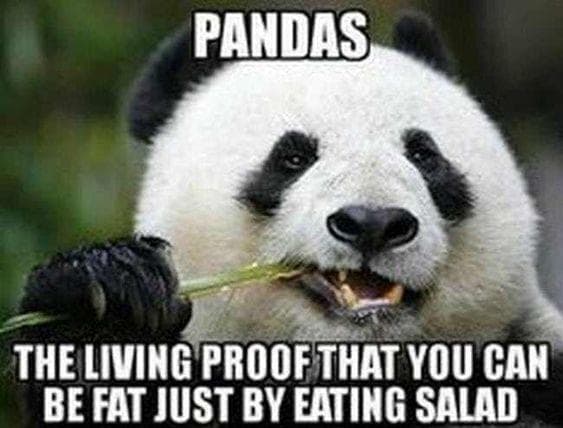 The 29 Funniest Panda Memes About Nature's Clumsiest Animal