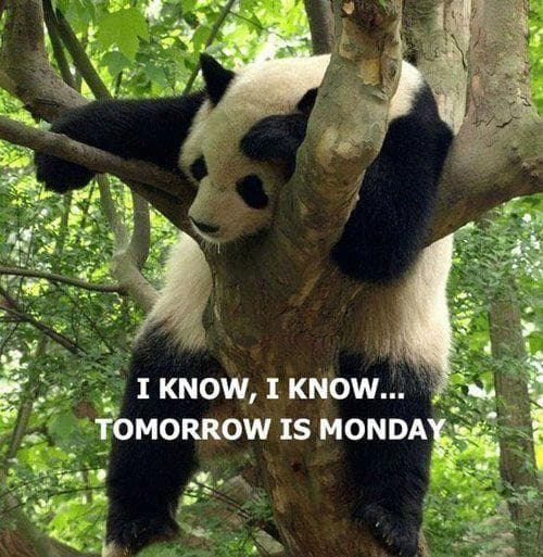 The 29 Funniest Panda Memes About Nature's Clumsiest Animal