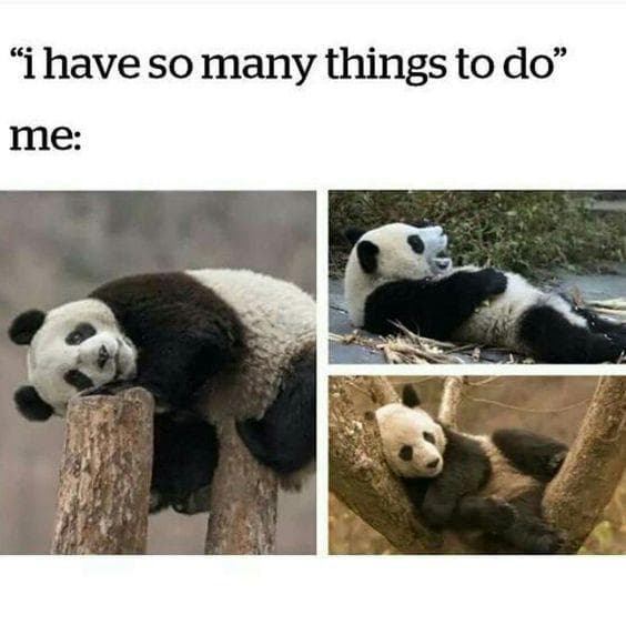 The 29 Funniest Panda Memes About Nature's Clumsiest Animal