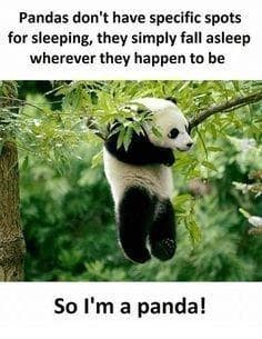 The 29 Funniest Panda Memes About Nature's Clumsiest Animal