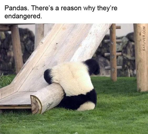 The 29 Funniest Panda Memes About Nature's Clumsiest Animal