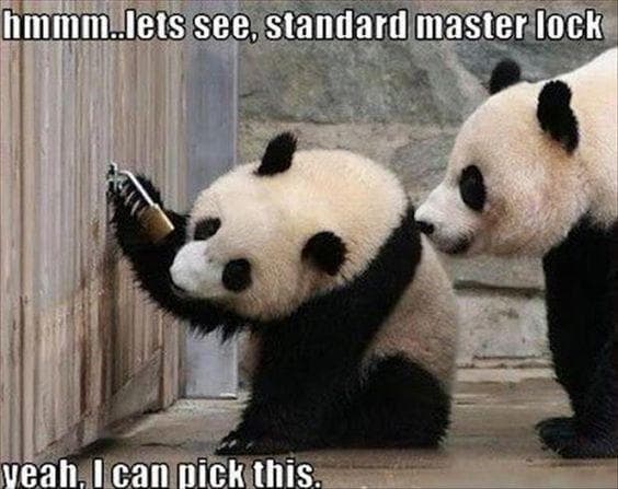 The 29 Funniest Panda Memes About Nature's Clumsiest Animal
