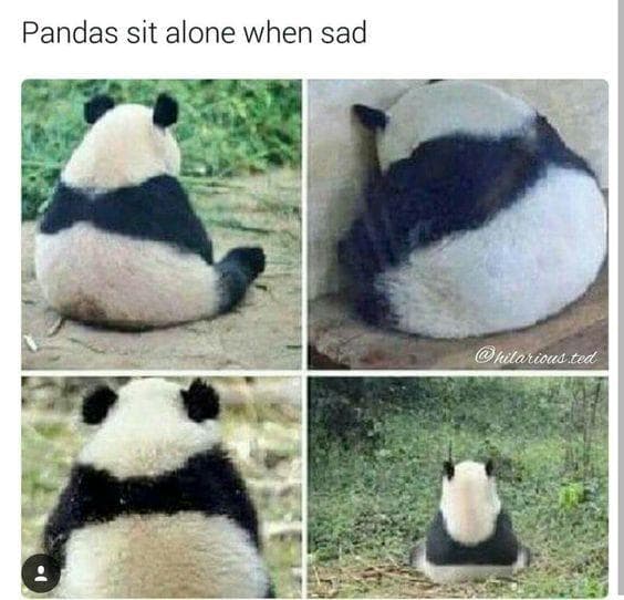 The 29 Funniest Panda Memes About Nature's Clumsiest Animal