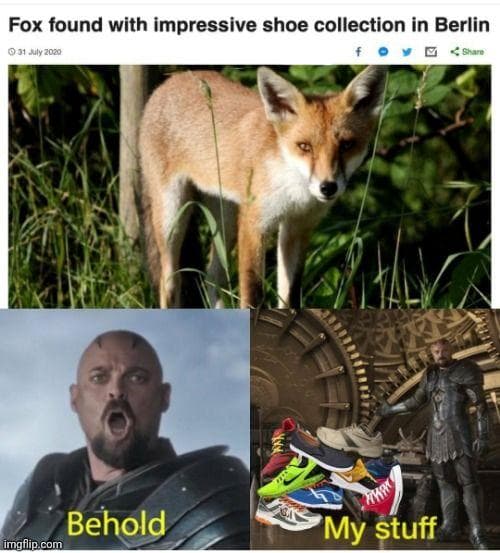 The 26 Funniest Fox Memes, Ranked