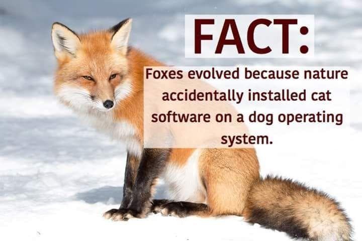 The 26 Funniest Fox Memes, Ranked