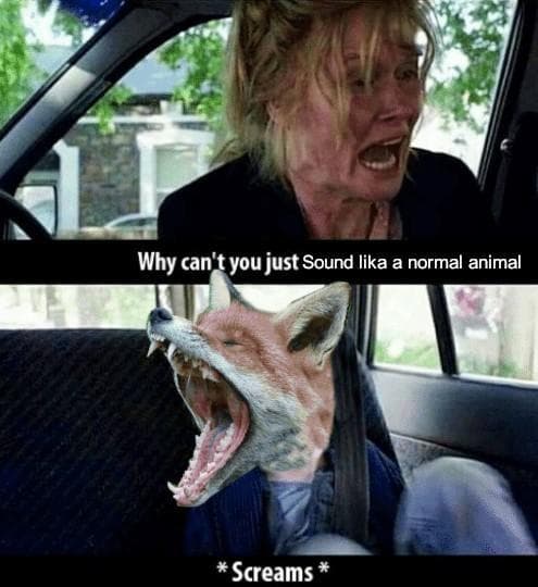 The 26 Funniest Fox Memes, Ranked