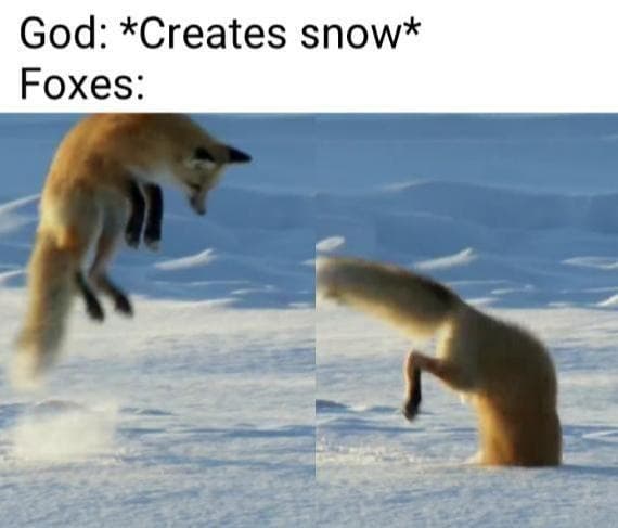 The 26 Funniest Fox Memes, Ranked