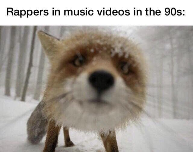 The 26 Funniest Fox Memes, Ranked