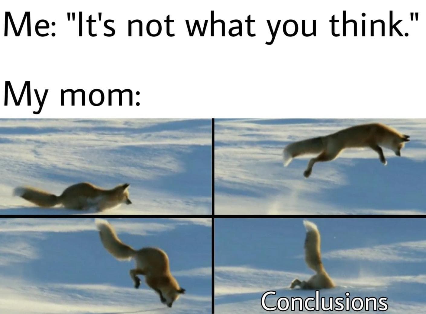 The 26 Funniest Fox Memes, Ranked