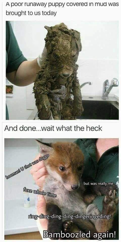 The 26 Funniest Fox Memes, Ranked