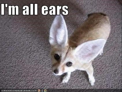 The 26 Funniest Fox Memes, Ranked