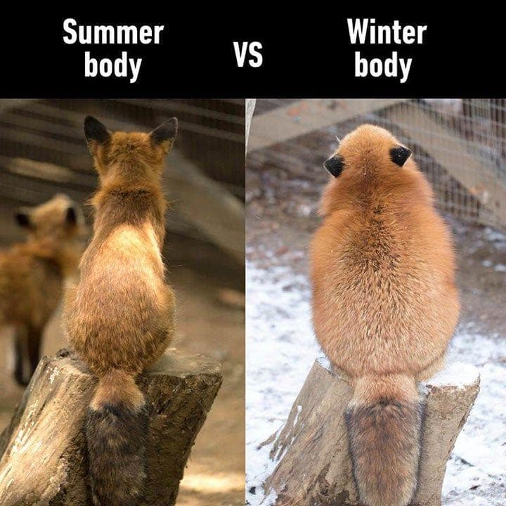 The 26 Funniest Fox Memes, Ranked