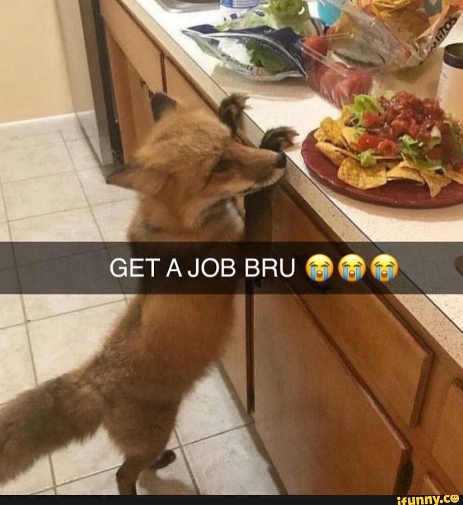 The 26 Funniest Fox Memes, Ranked