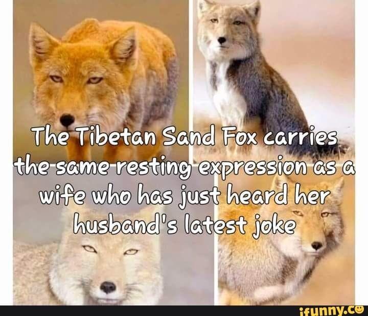 The 26 Funniest Fox Memes, Ranked