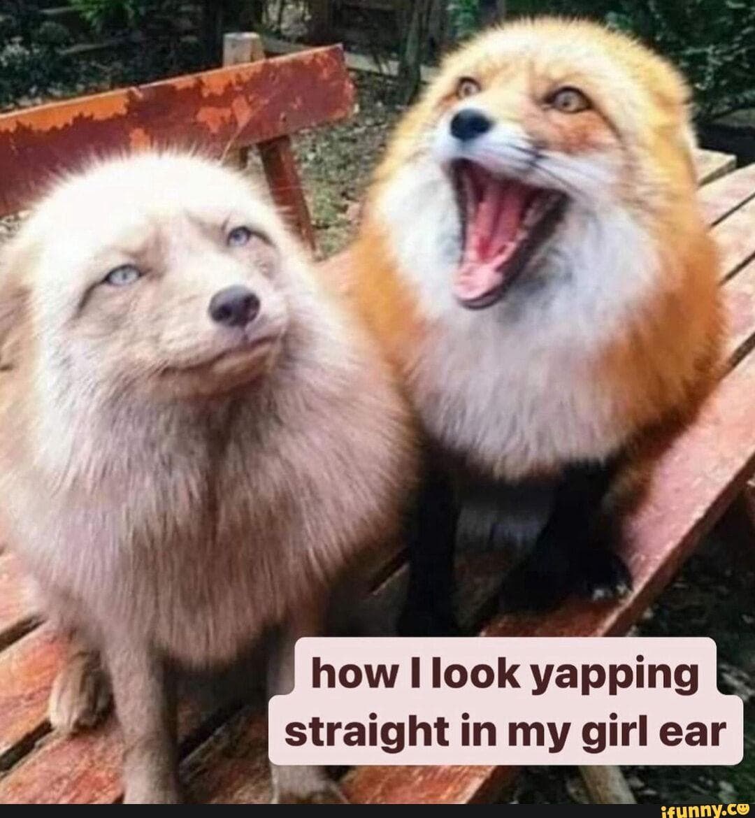 The 26 Funniest Fox Memes, Ranked