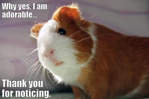 The 25 Funniest Guinea Pig Memes That Will Make You Squeak