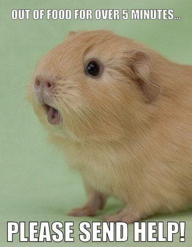 The 25 Funniest Guinea Pig Memes That Will Make You Squeak