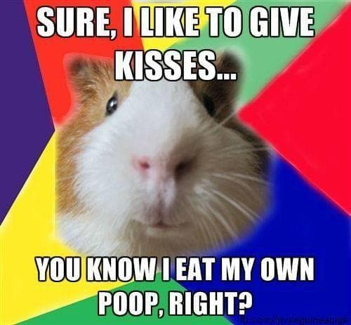 The 25 Funniest Guinea Pig Memes That Will Make You Squeak