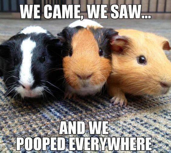 The 25 Funniest Guinea Pig Memes That Will Make You Squeak