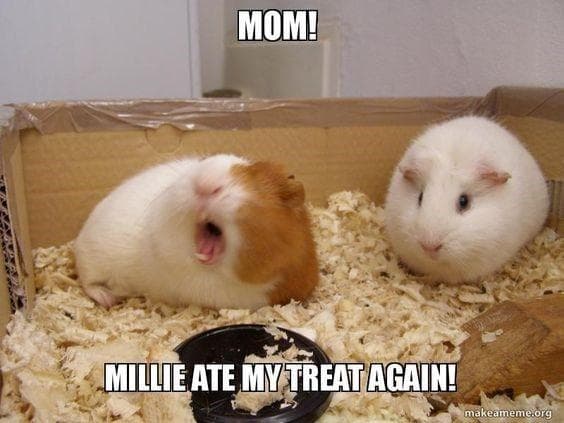 The 25 Funniest Guinea Pig Memes That Will Make You Squeak
