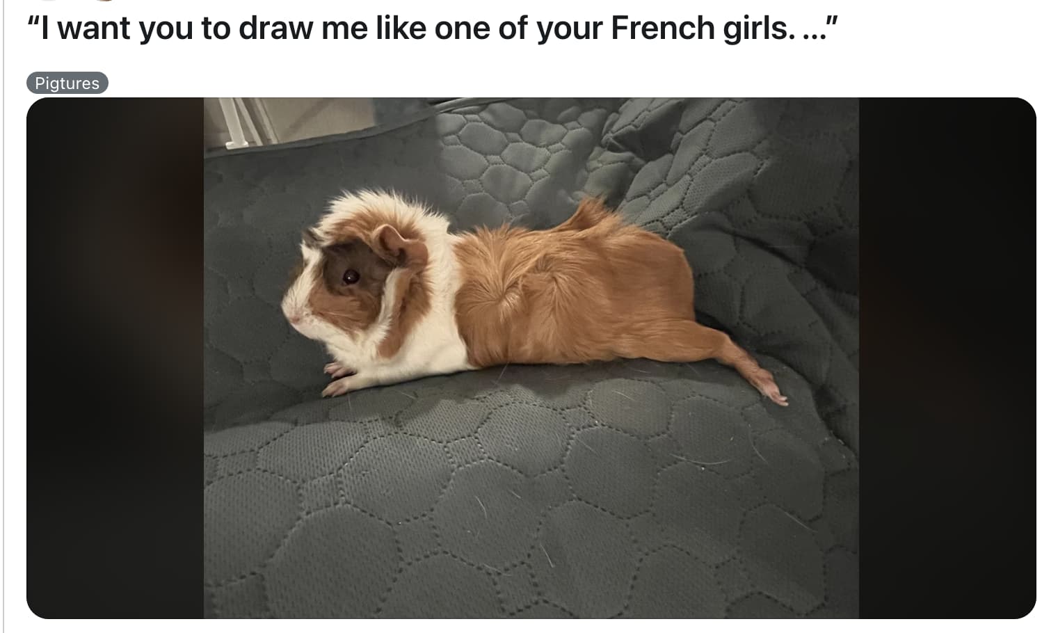 The 25 Funniest Guinea Pig Memes That Will Make You Squeak