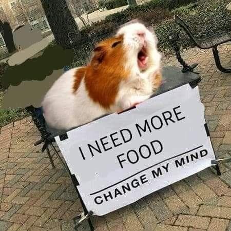 The 25 Funniest Guinea Pig Memes That Will Make You Squeak