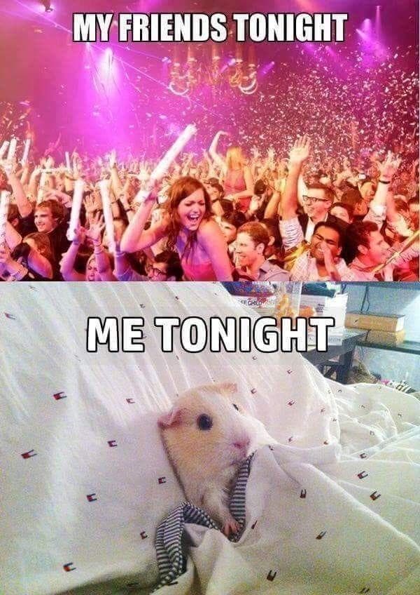 The 25 Funniest Guinea Pig Memes That Will Make You Squeak