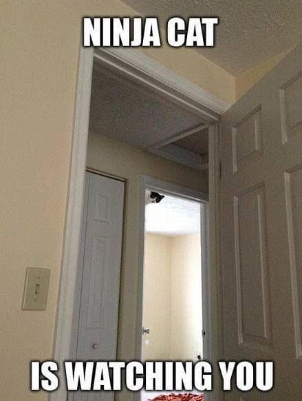 The 24 Funniest Ninja Memes, Ranked