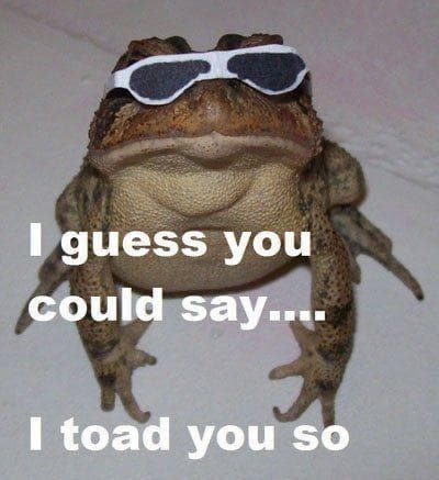 The 20 Funniest Frog Memes, Ranked