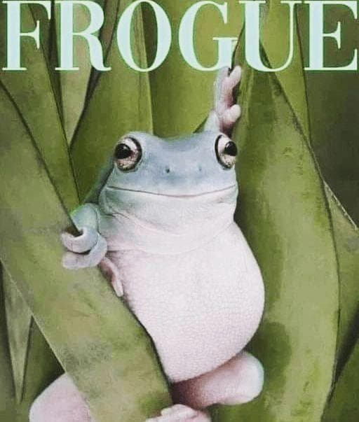 The 20 Funniest Frog Memes, Ranked
