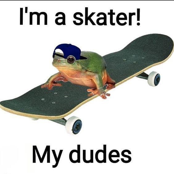 The 20 Funniest Frog Memes, Ranked