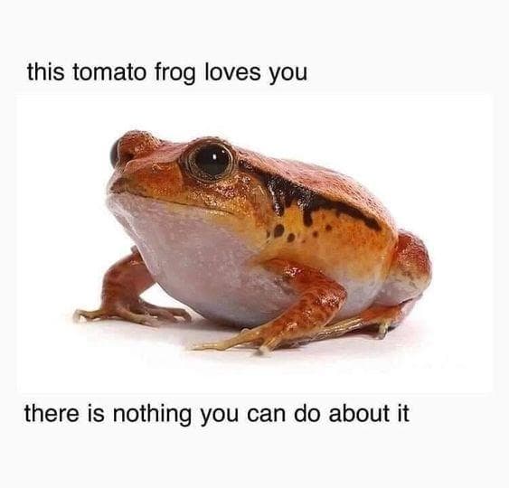 The 20 Funniest Frog Memes, Ranked