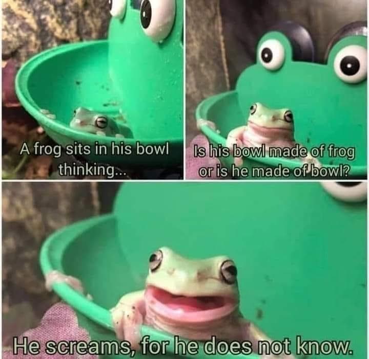 The 20 Funniest Frog Memes, Ranked