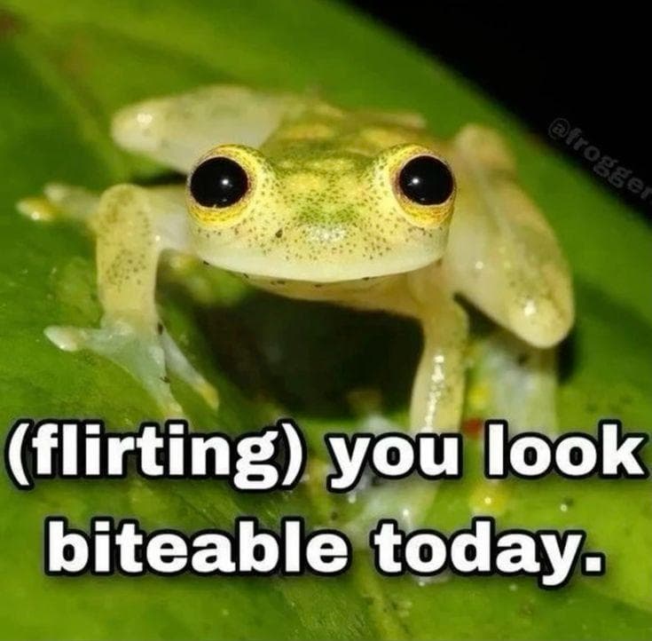The 20 Funniest Frog Memes, Ranked