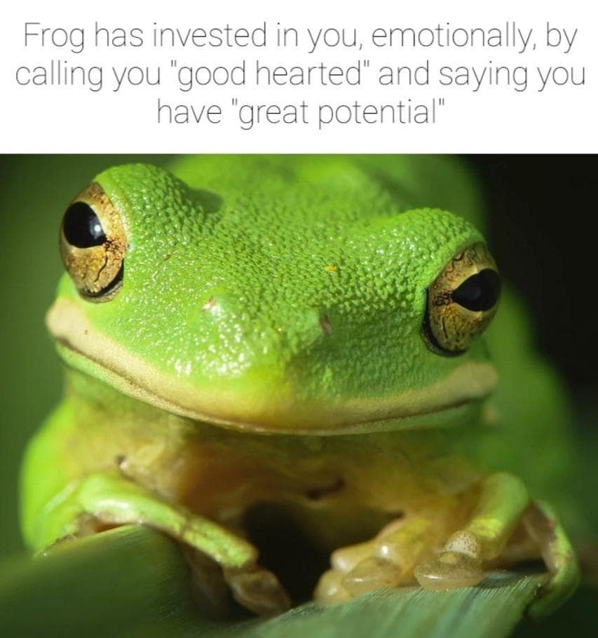The 20 Funniest Frog Memes, Ranked