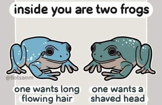 The 20 Funniest Frog Memes, Ranked