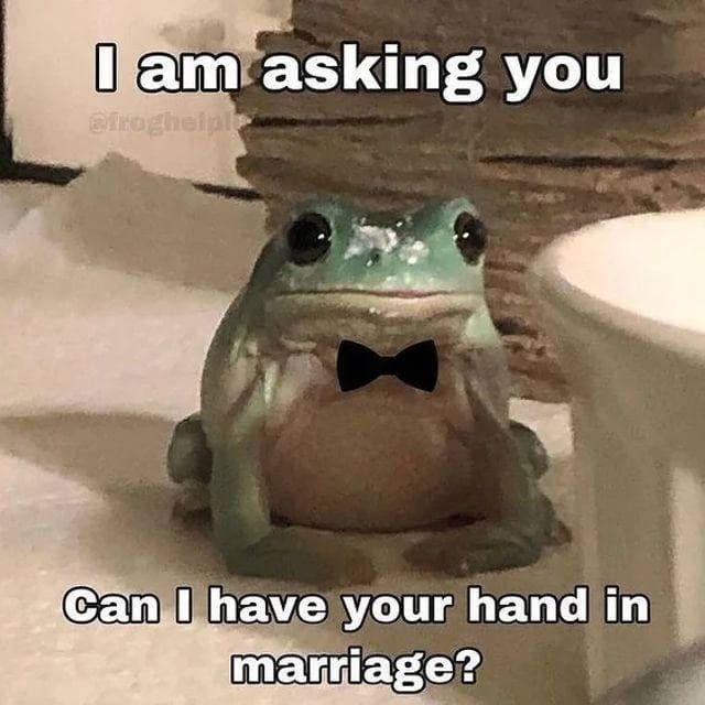 The 20 Funniest Frog Memes, Ranked