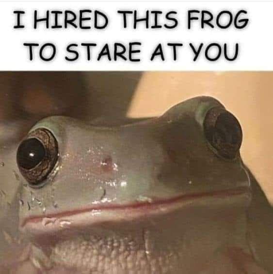 The 20 Funniest Frog Memes, Ranked